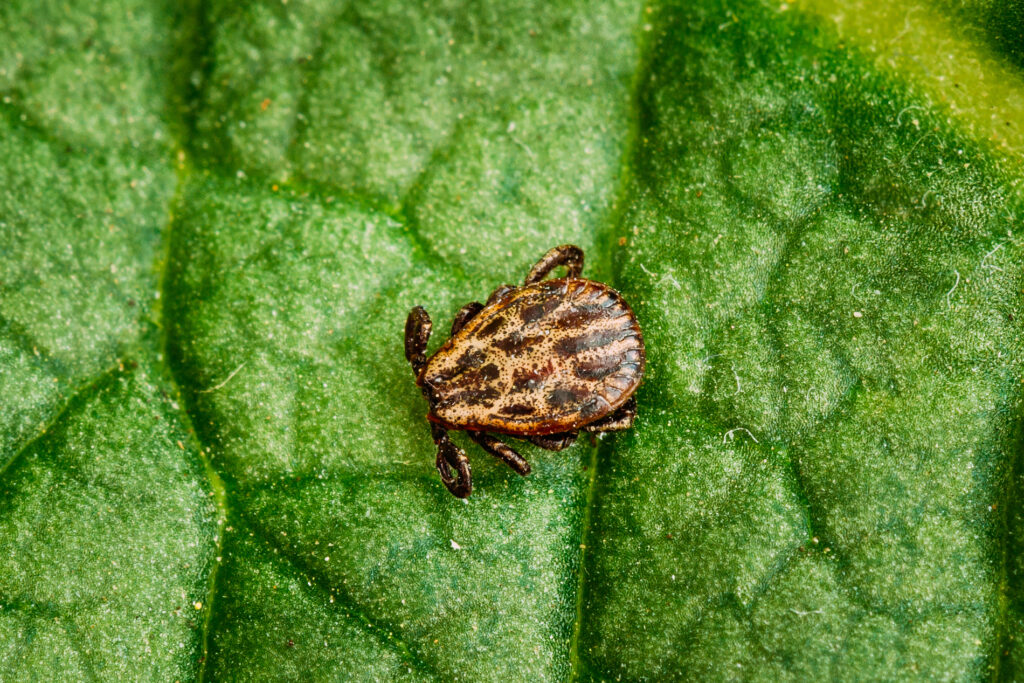 Réseau Lyme Europe - Association sur les M.V.T.